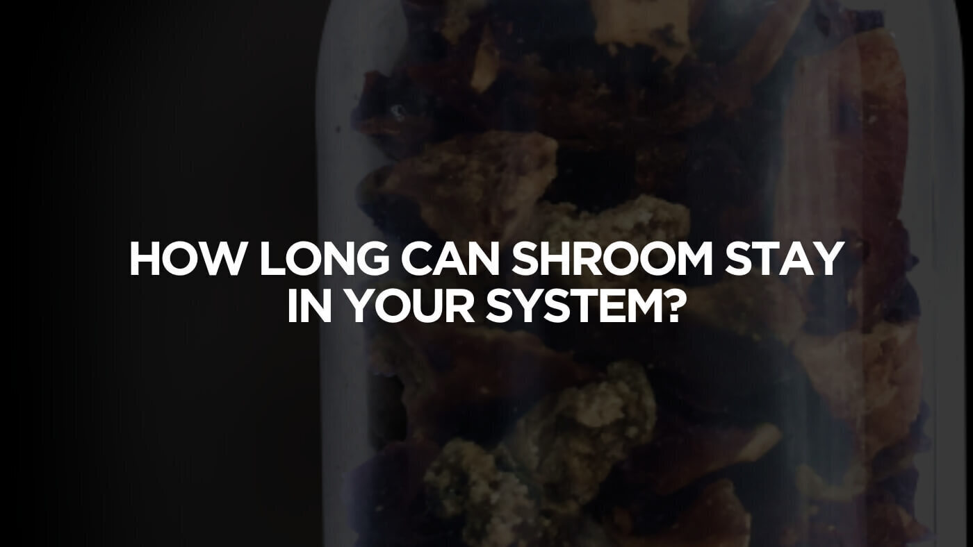 How Long Can Shroom Stay in Your System? | Kitty Molly